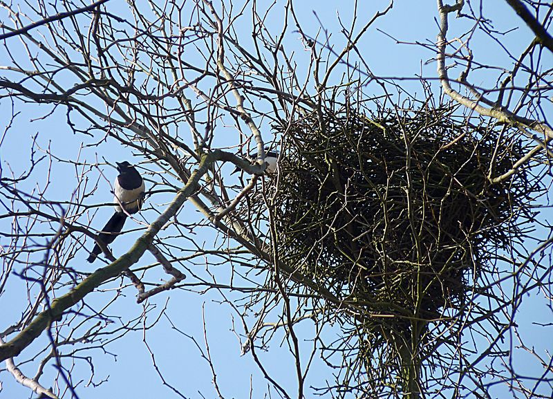 Magpie’s Nest – Restorying the Earth